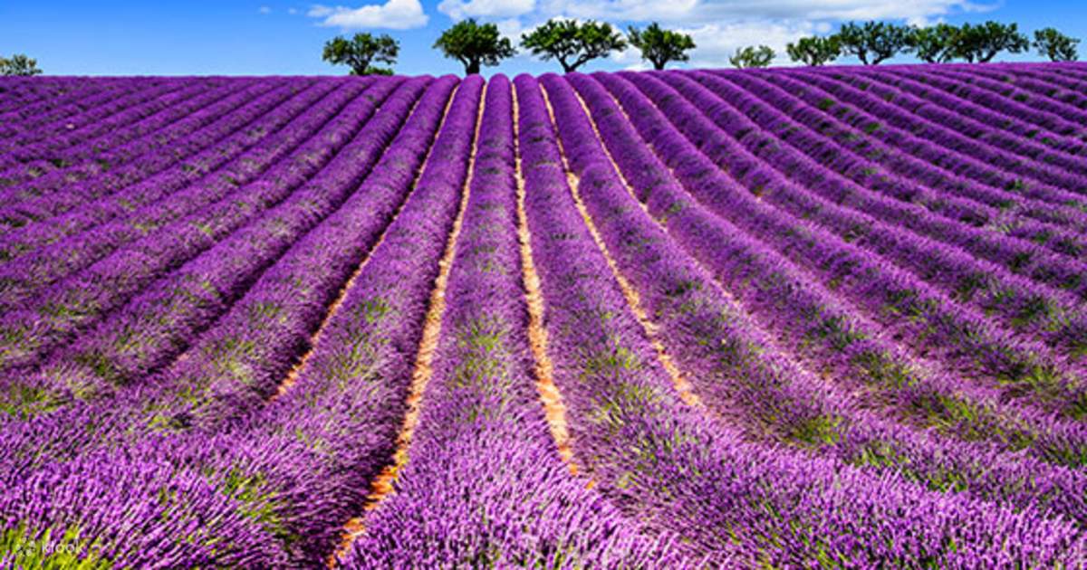 [Hokkaido Breathtaking Scenery Day Trip] Furano Biei, Otaru Kamui Cape ...